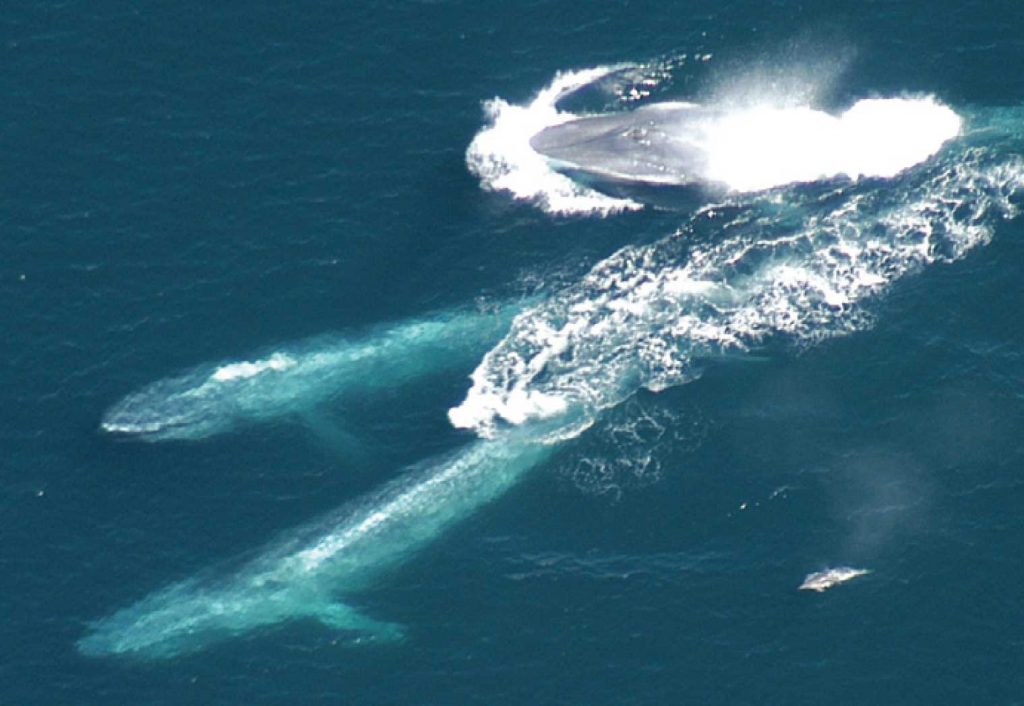 Blue Whale Study – Unravelling the mysteries of the endangered blue whale